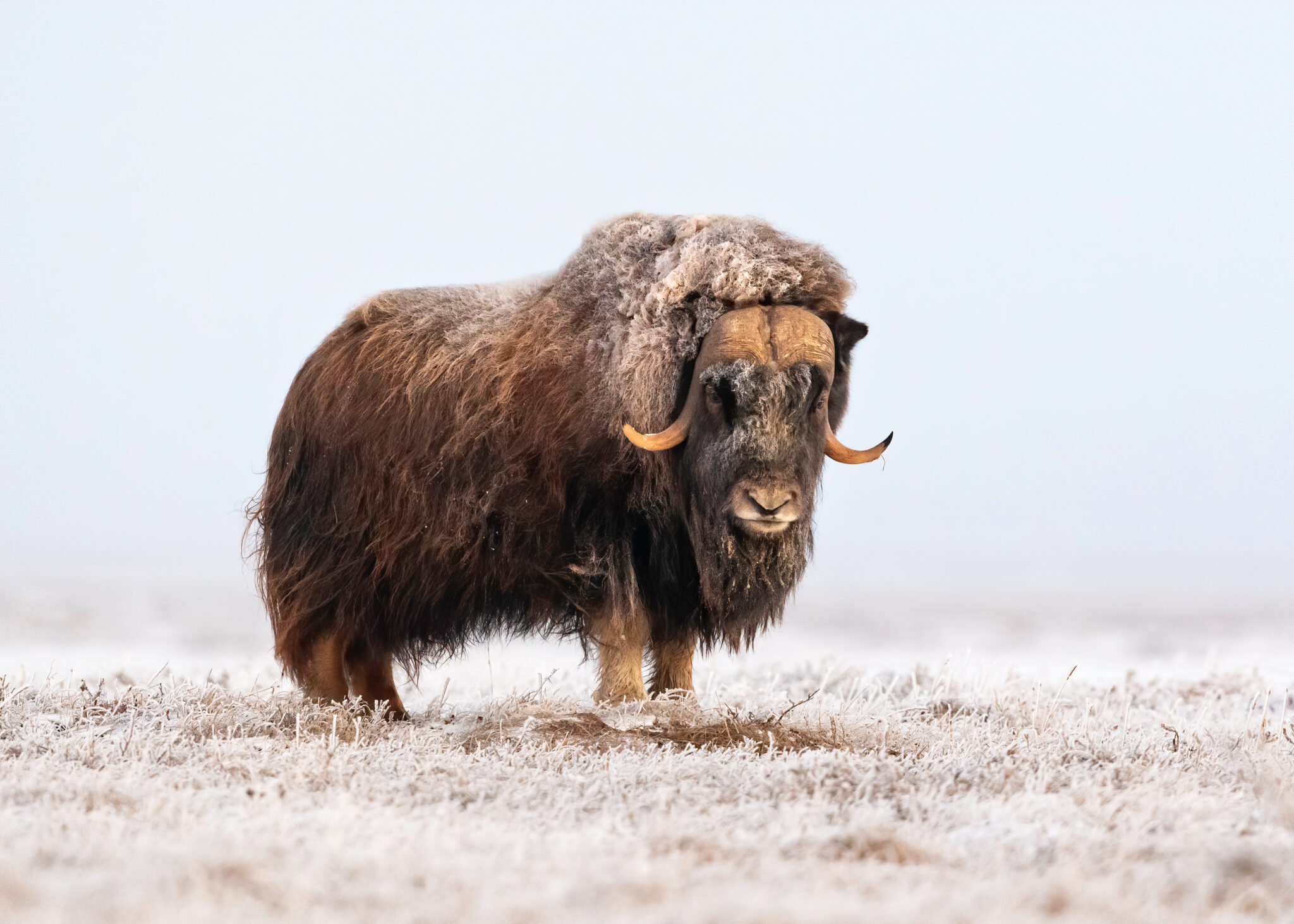 The Muskox – BioTriad Environmental, Inc.