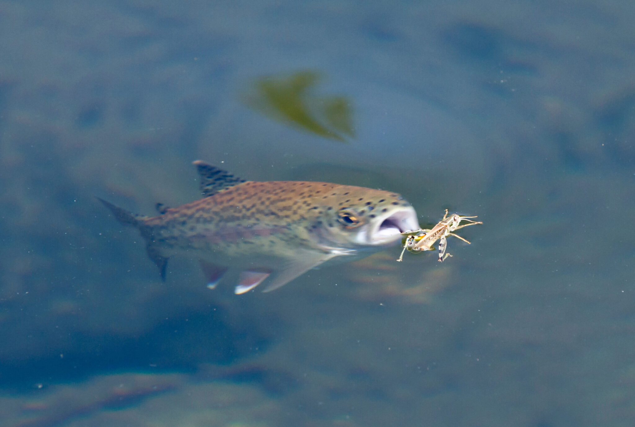 Rainbow Trout – BioTriad Environmental, Inc.