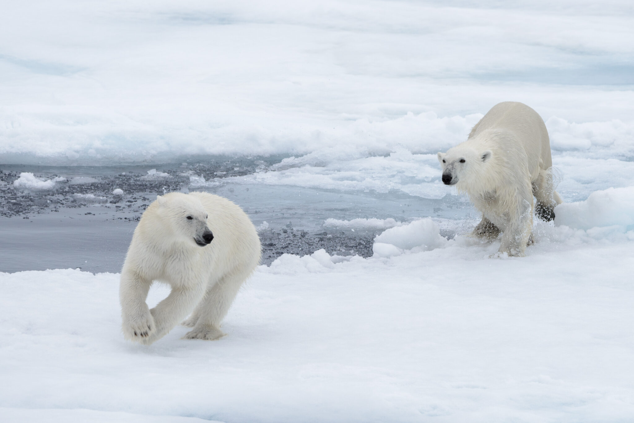 The Life of Nanook – BioTriad Environmental, Inc.