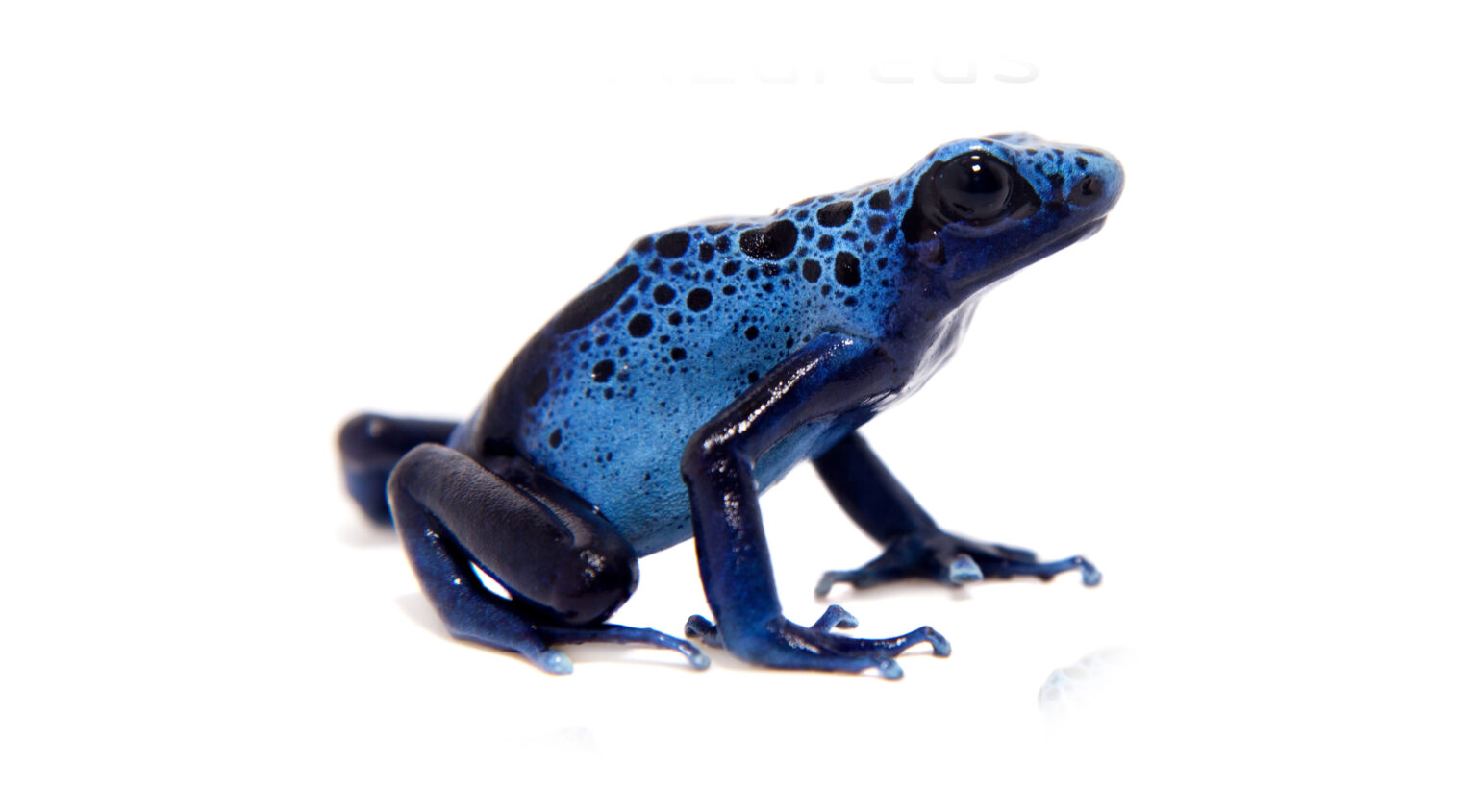 The Blue Poison Dart Frog – BioTriad Environmental, Inc.
