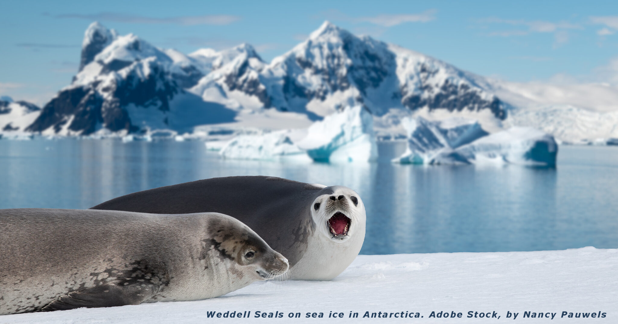 Seals of Antarctica – BioTriad Environmental, Inc.
